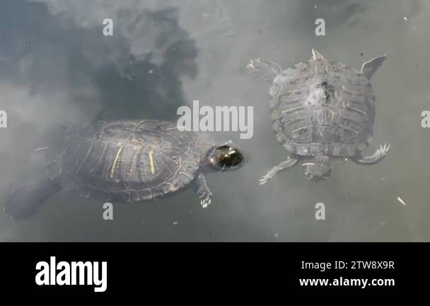 Turtle and Tortoise swimming floating on surface water in pond of ...