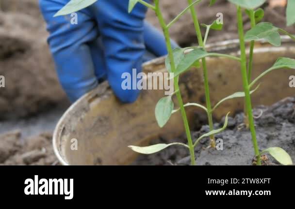 Container with young shoots of sweet pepper ready for transplanting ...