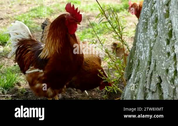 Cockerel bird domestic fowl poultry Stock Videos & Footage - HD and 4K ...