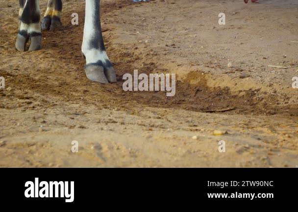Video 1920x1080 - Cows used in agriculture. Hooves closeup Stock Video ...