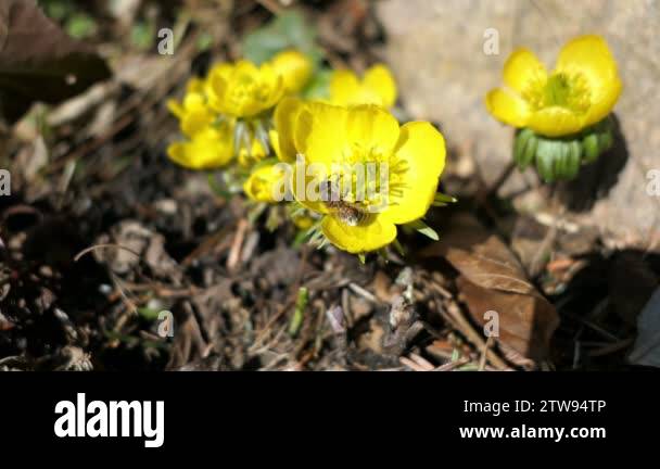 Winter aconites aconite flower Stock Videos & Footage - HD and 4K Video ...