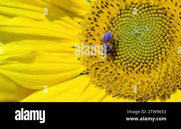 Bee head on Stock Videos & Footage - HD and 4K Video Clips - Alamy