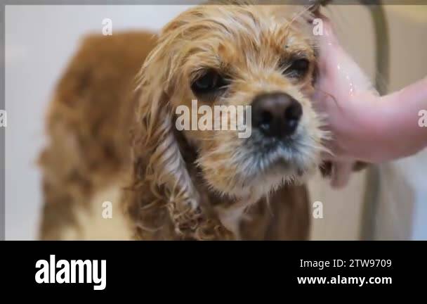 Dog wet muzzle and nose close-up at bathtub Stock Video Footage - Alamy