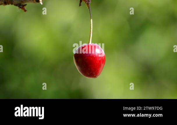 Small cherry tree fruit Stock Videos & Footage - HD and 4K Video Clips ...