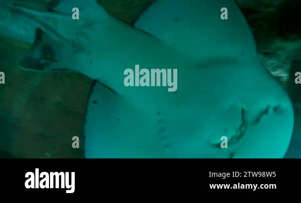 Rhina ancylostoma Stock Videos & Footage - HD and 4K Video Clips - Alamy