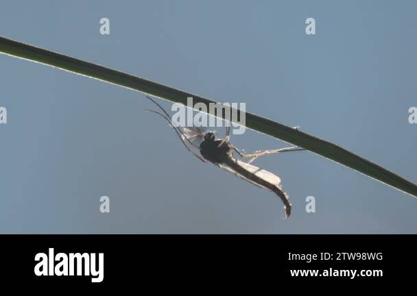 Insect close-up. Gnats and mosquitoes sits on horizontal leaf of grass ...