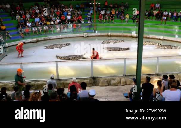 Crocodile show. Animal trainer and crocodiles in the arena. Thailand ...