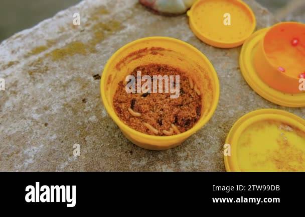 Container with nasty worms for fishing. Group Of Maggots (Acheta ...