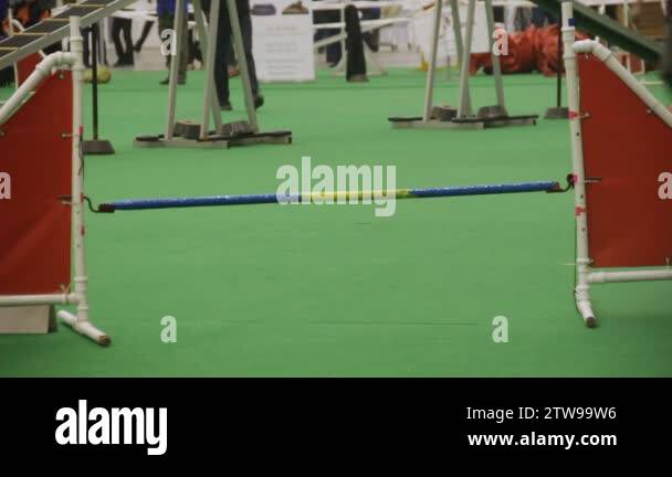 Dog jumping competition Stock Videos & Footage - HD and 4K Video Clips ...