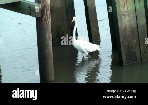 Under the dock Stock Videos & Footage - HD and 4K Video Clips - Alamy