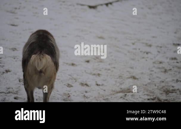 Reindeer (Rangifer tarandus), also known as caribou in North America ...