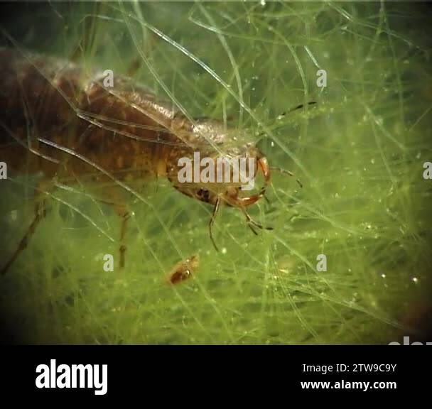 The larva of the predatory water beetle catches and eats the small ...