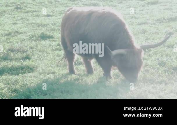 Docile cattle Stock Videos & Footage - HD and 4K Video Clips - Alamy