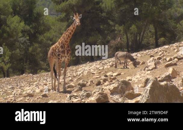 Donkey steppe Stock Videos & Footage - HD and 4K Video Clips - Alamy