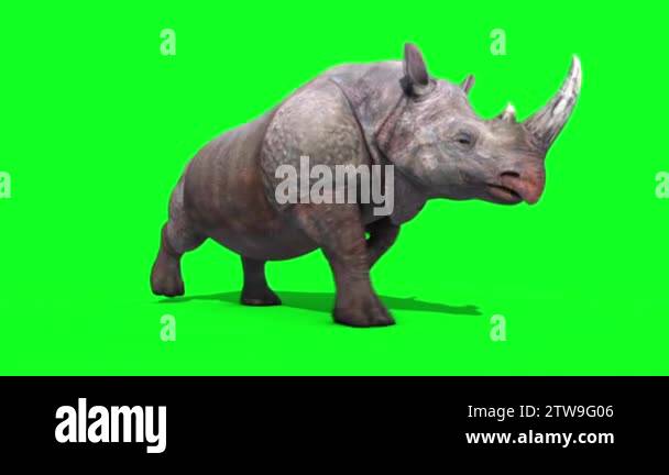 Rhinoceros Runcycle Green Screen Loop 3D Renderings Animations Animals ...