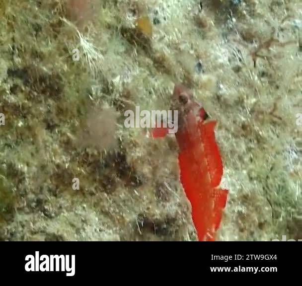 The most beautiful fish of the Black Sea. Triplefin blenny ...