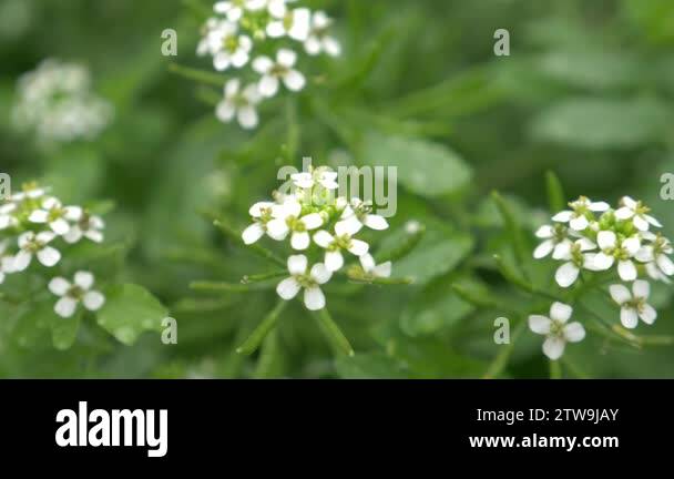 Watercress edible fresh herb Stock Videos & Footage - HD and 4K Video ...