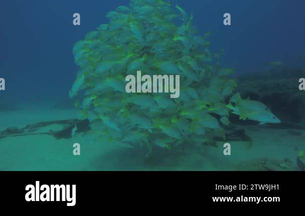 Yellow snapper (Lutjanus argentiventris), forming a school in a ...