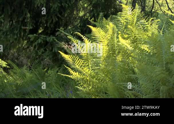 Ray fern Stock Videos & Footage - HD and 4K Video Clips - Alamy