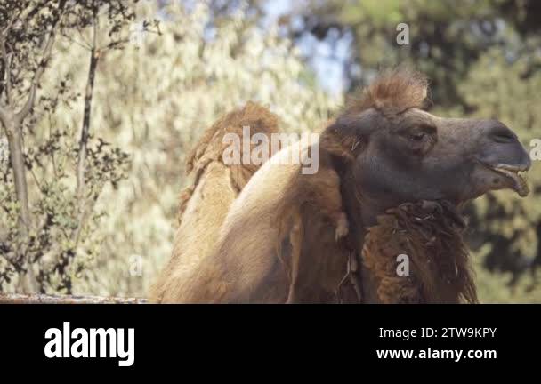 Bactrian camel (Camelus bactrianus) is large, even-toed ungulate native ...