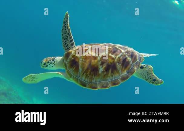 Turtle swimming sideways Stock Videos & Footage - HD and 4K Video Clips ...