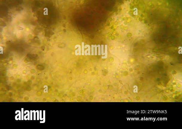 Rotten vegetation Stock Videos & Footage - HD and 4K Video Clips - Alamy