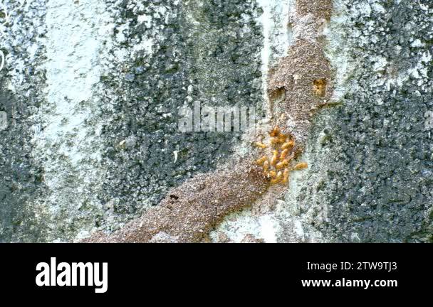 Termites pathway on house wall, see a group of termites Stock Video ...