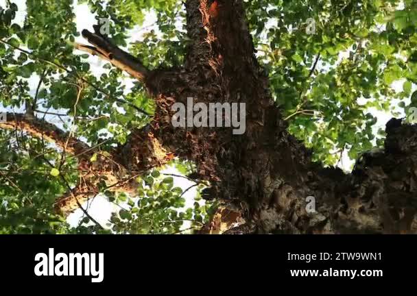 Bizarre looking tree with peeling flaky bark. Pterocarpus macrocarpus ...