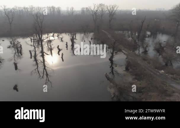 Dead Swamp Winter no snow 01. Drone HD footage of a swamp in winter ...