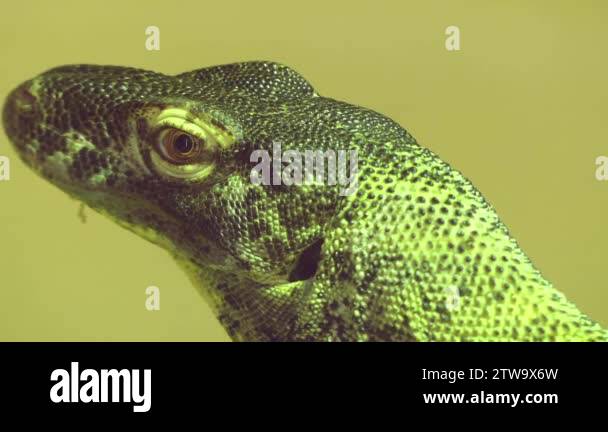 Reptile dragon varanus komodoensis giant monitor lizard rinca island ...