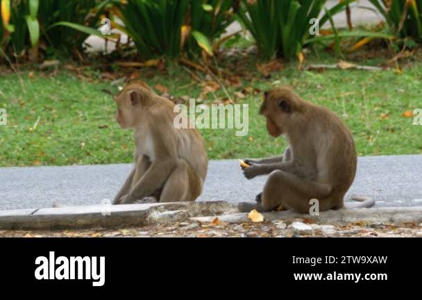 Two monkeys sitting on the ground eating food at the Khao Kheow Open ...