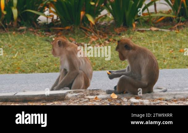 Two monkeys sitting on the ground eating food at the Khao Kheow Open ...