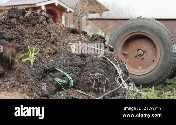 Man loads organic fertilizer in a wheelbarrow on his own farm. Manual ...
