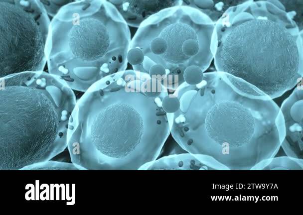 cholesterol, cell structure, High quality 3d render of fat cells ...