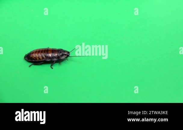 Madagascar cockroach crawls . Green screen. View from above. Slow ...