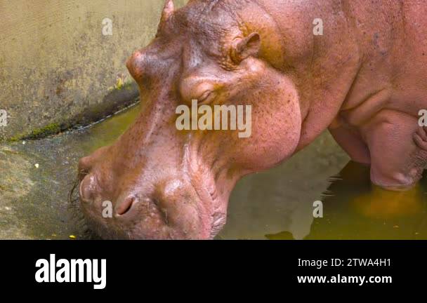 Video 1920x1080 - Hippopotamus chewing closeup Stock Video Footage - Alamy
