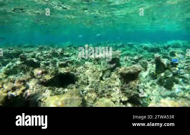 Baby shark sea life Stock Videos & Footage - HD and 4K Video Clips - Alamy