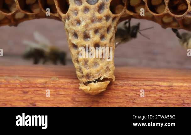 Birth of Queen Bee.Queen bee cocoon inside reveals for the upcoming ...