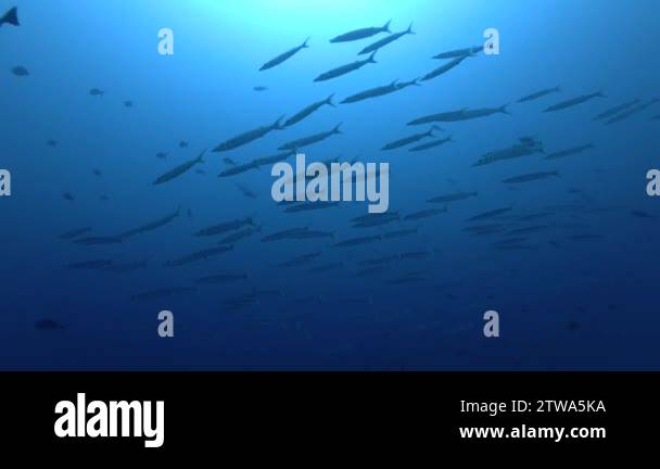 school of Bigeye Barracuda - Sphyraena forsteri, Indian Ocean, Maldives ...