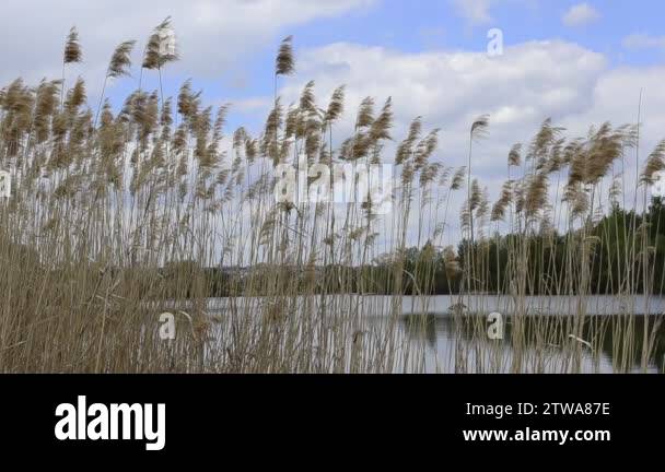 Dried water reed Stock Videos & Footage - HD and 4K Video Clips - Alamy