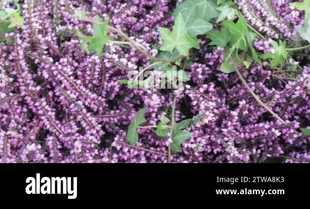 Heather wall Stock Videos & Footage - HD and 4K Video Clips - Alamy