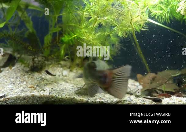 channel catfish, Ictalurus punctatus, juvenile invasive freshwater ...