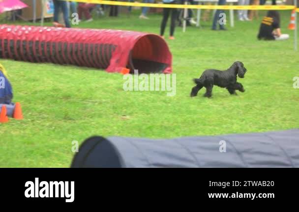 Dog coming inside Stock Videos & Footage - HD and 4K Video Clips - Alamy