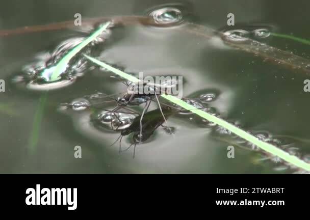Spider floating Stock Videos & Footage - HD and 4K Video Clips - Alamy