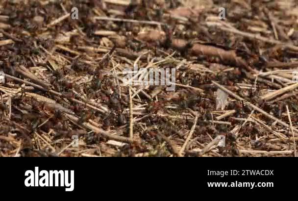 Insect gathering on top Stock Videos & Footage - HD and 4K Video Clips ...