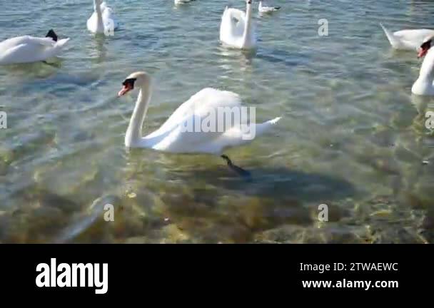 Swans at the sea Stock Videos & Footage - HD and 4K Video Clips - Alamy