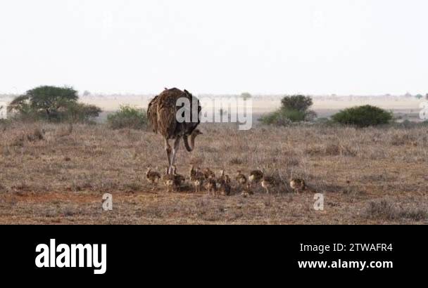 Ostrichs, struthio camelus, Female and Chicks walking through Savannah ...