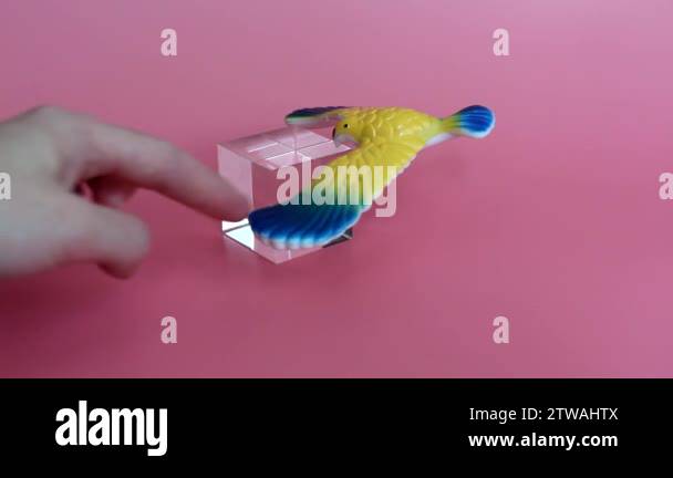 Yellow tip bird Stock Videos & Footage - HD and 4K Video Clips - Alamy