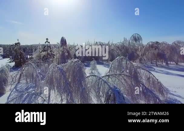 Ice forest Stock Videos & Footage - HD and 4K Video Clips - Alamy