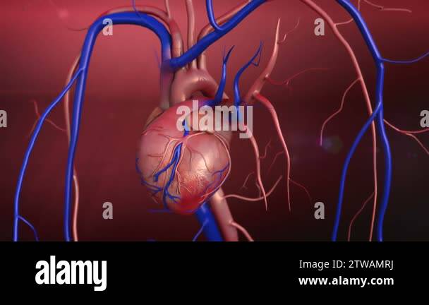 heart, Human heart model, Human Heart Anatomy, Artery, artery shown ...
